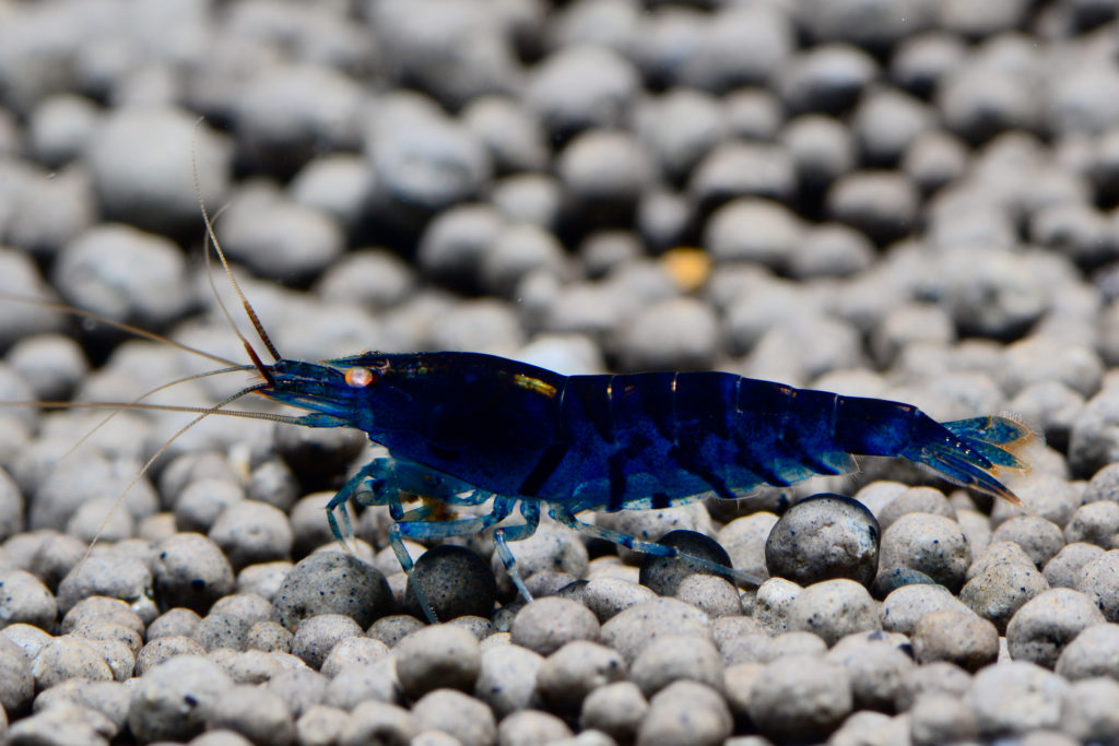 Blue Tiger – Aqua-Nautic Specialist